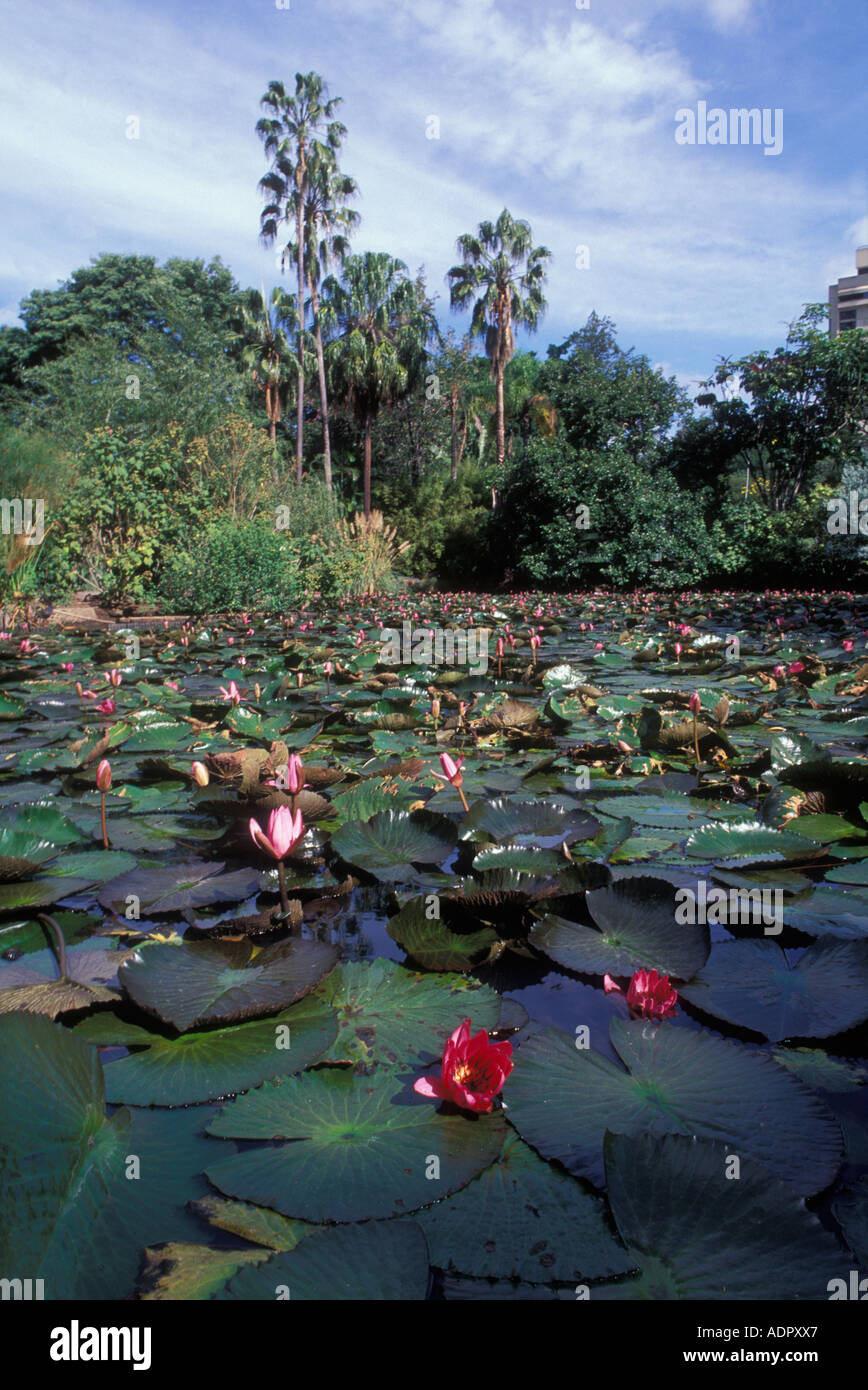 Australia Queensland Water lilies in the Central Botanical Garden in ...