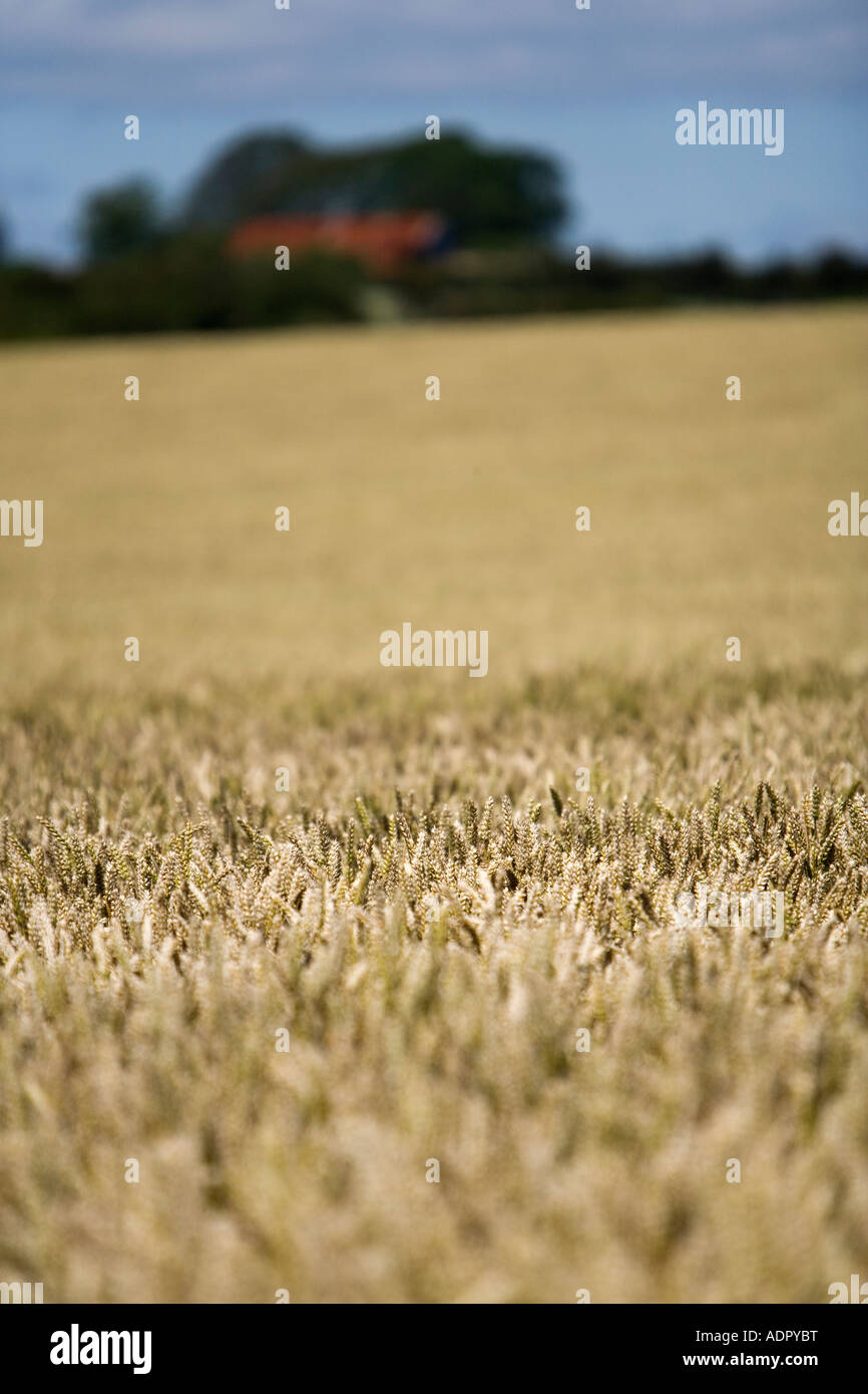 Field of ripe golden wheat ready for harvesting with a very shallow ...
