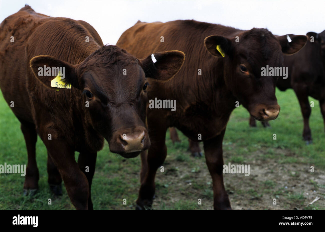 Red Poll cattle on a farm in Suffolk, UK Stock Photo - Alamy