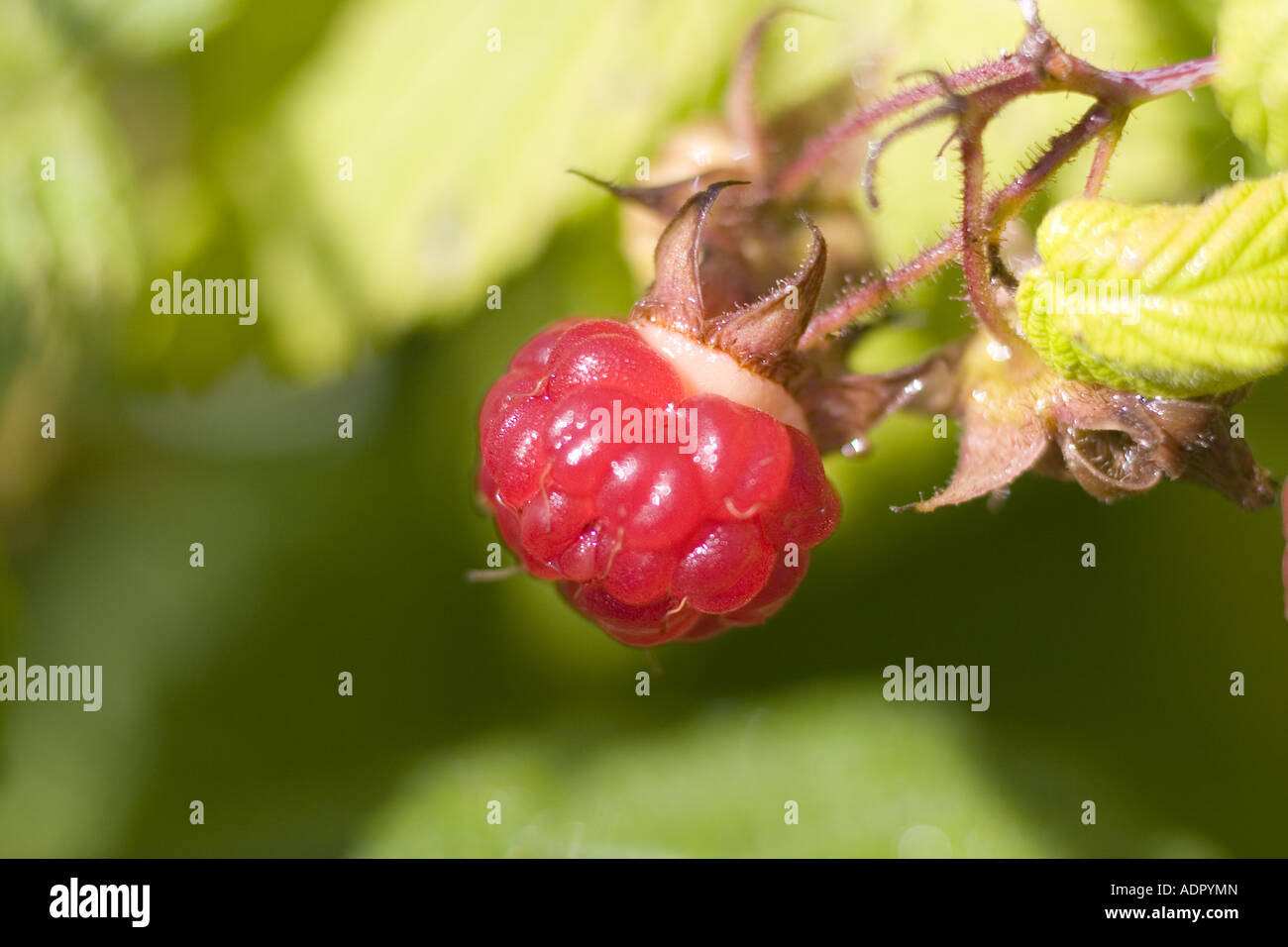 Wild raspberry hi-res stock photography and images - Alamy