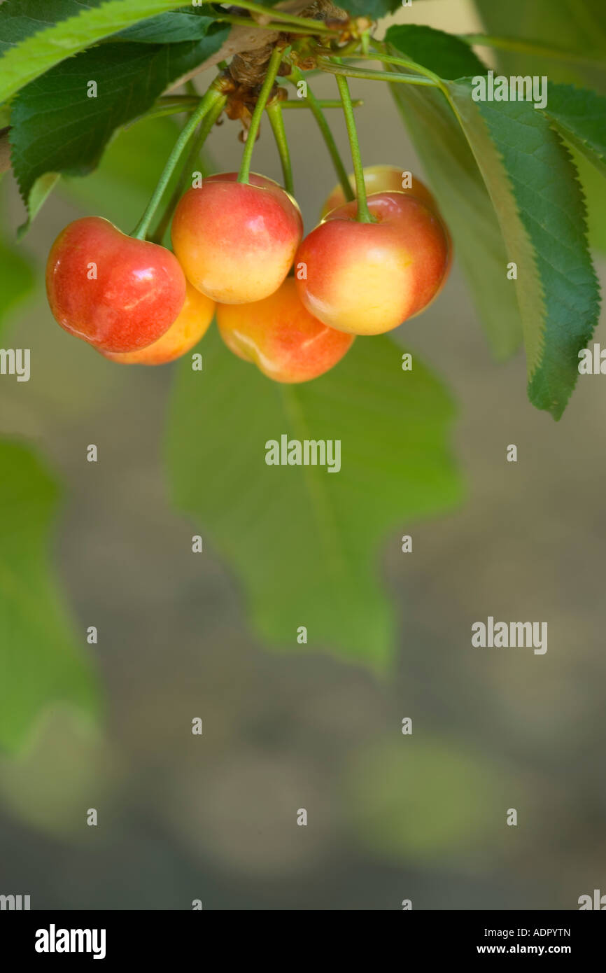 Rainier cherries tree hi-res stock photography and images - Alamy