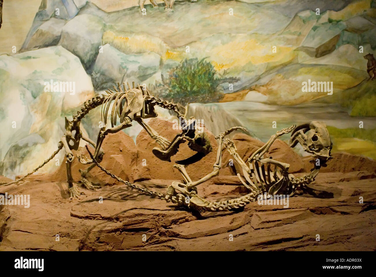 Borhyaenidae hi-res stock photography and images - Alamy