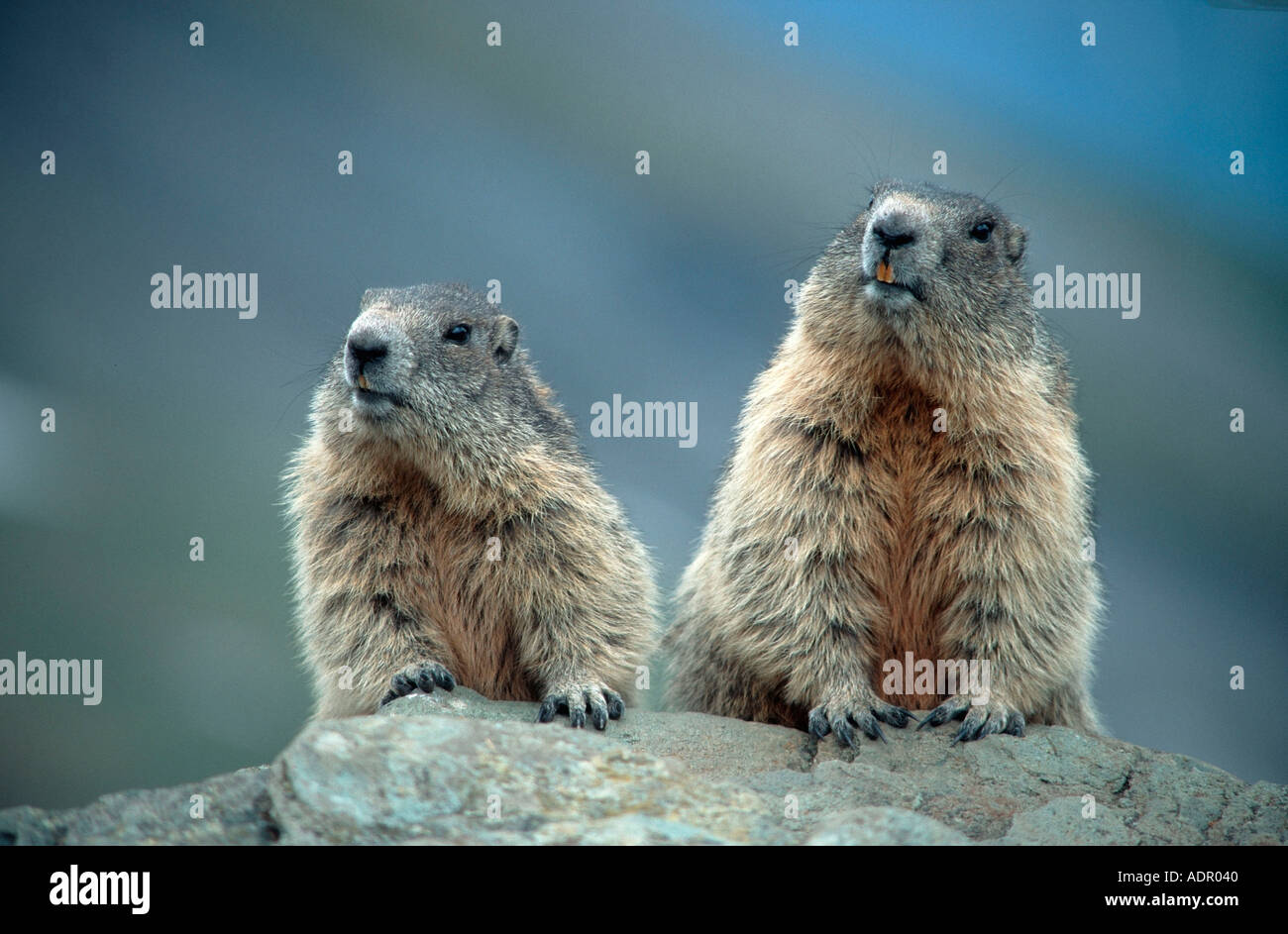 Alpine Marmots Austria Marmota marmota Stock Photo - Alamy