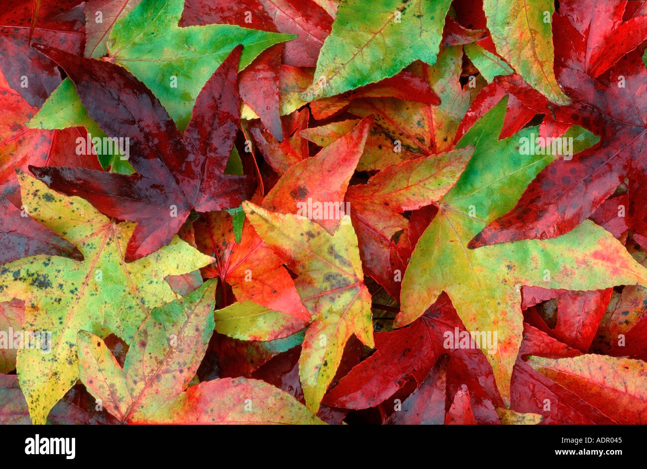 Sweet Gum Tree leaves in autumn Liquidambar styraciflua pendula Stock ...