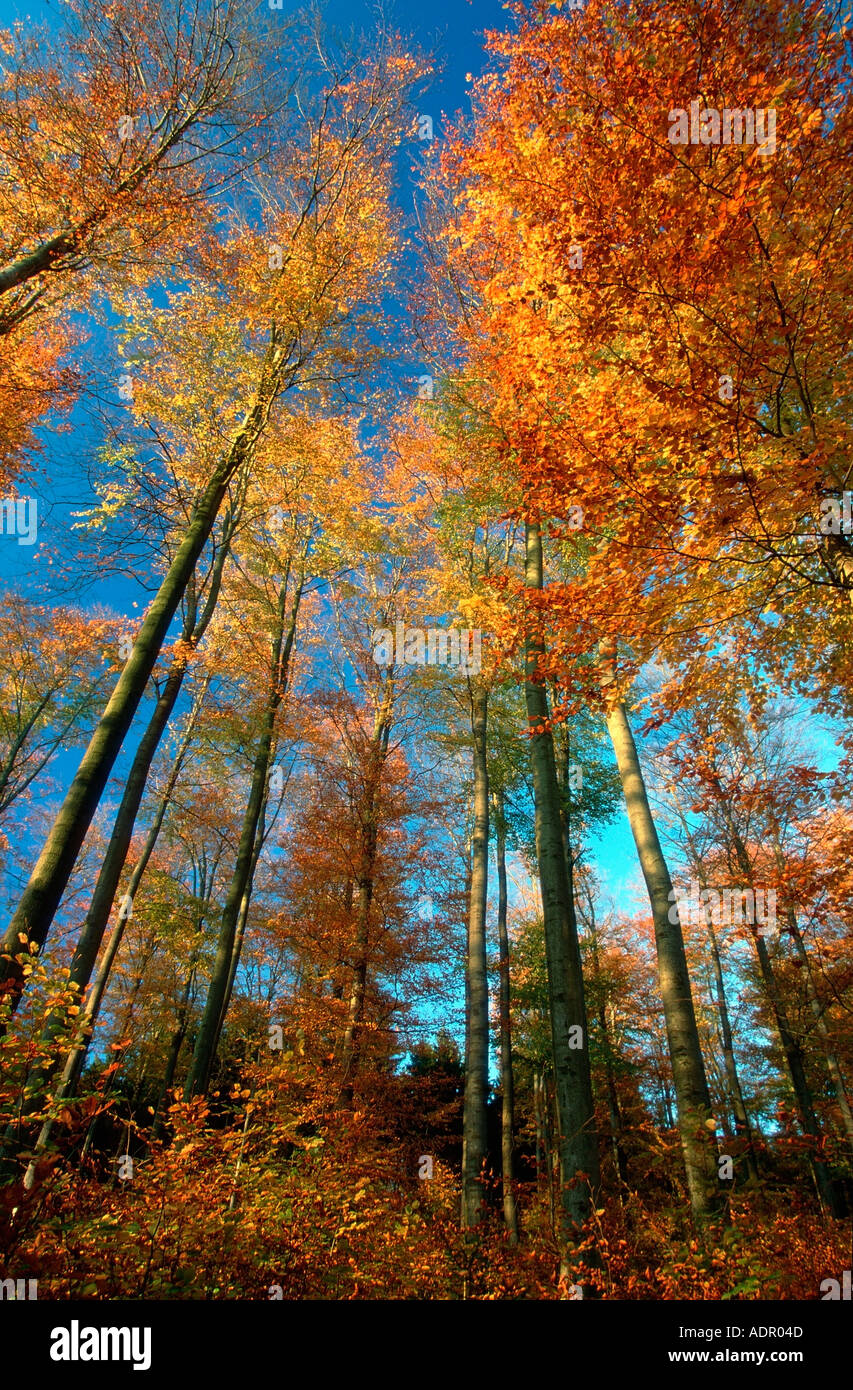 Beech tree top in autumn Hessen Germany Fagus sylvatica Stock Photo - Alamy