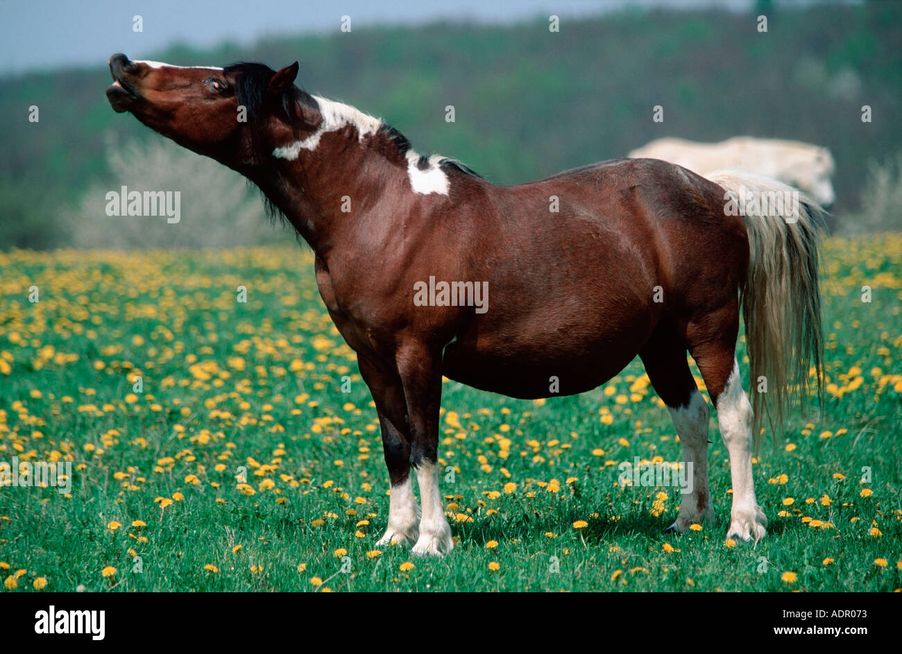 Irish Tinker Pony mare Stock Photo - Alamy