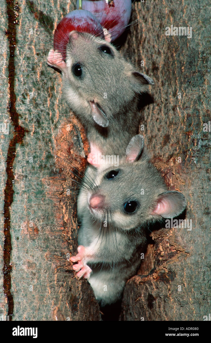 Young Edible Dormice Stock Photo - Alamy