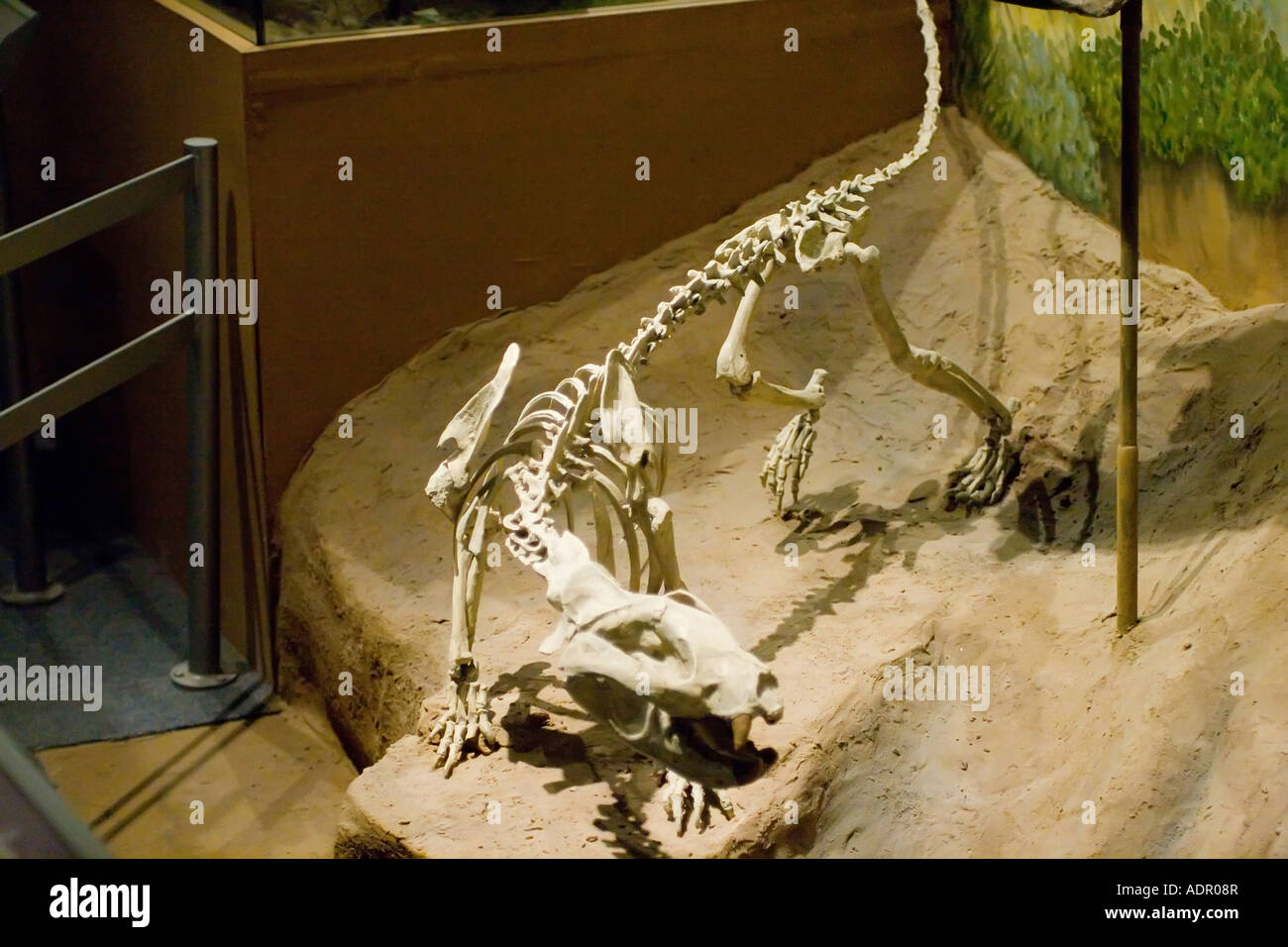 astrapotherium Stock Photo - Alamy