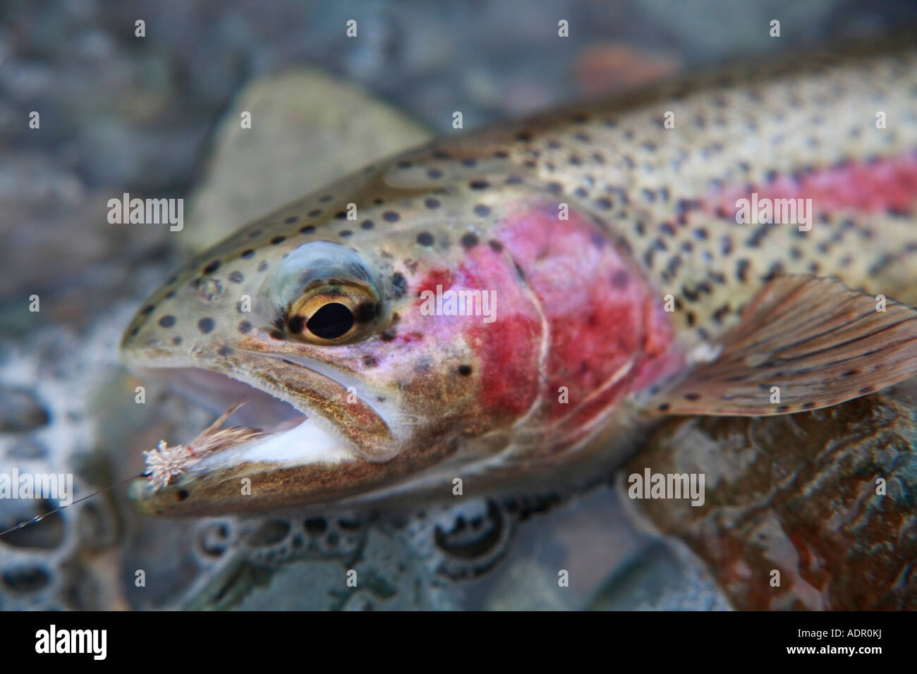 Rainbow trout Ealue Lake Iskut British Columbia Stock Photo - Alamy