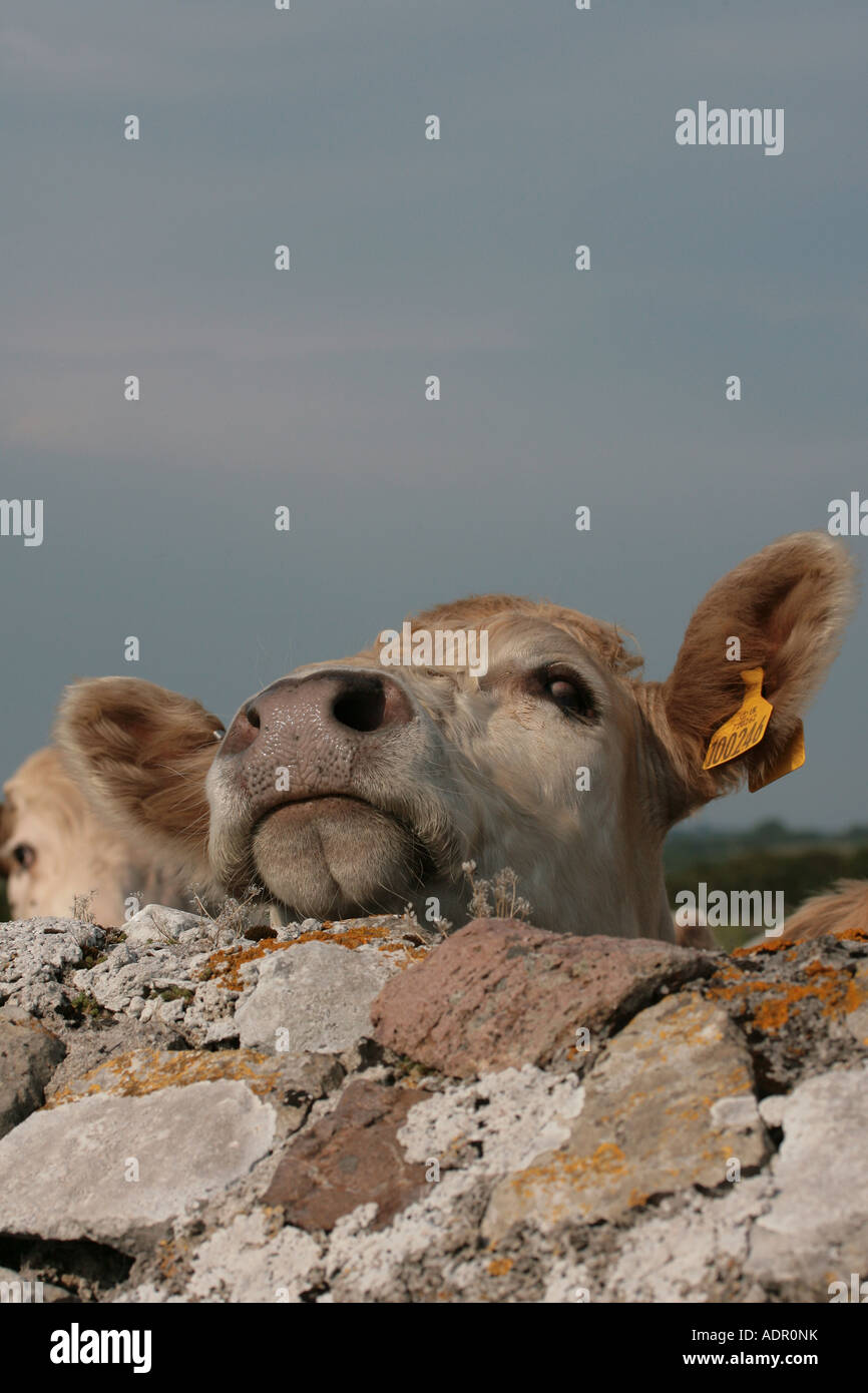 Cow looking over a stone wall Stock Photo - Alamy