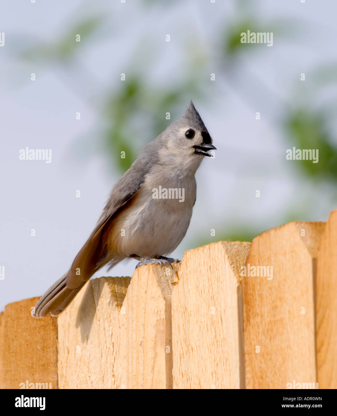 A juvenile Tufted Titmouse (Baeolophus bicolor) perched on a fence in ...