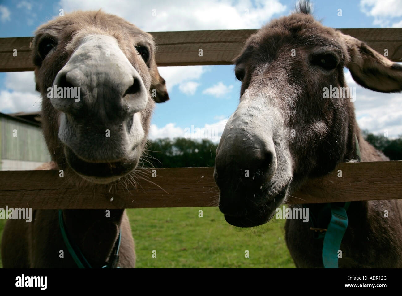 A pair of Donkeys (Equus africanus asinus) looking at the camera while ...
