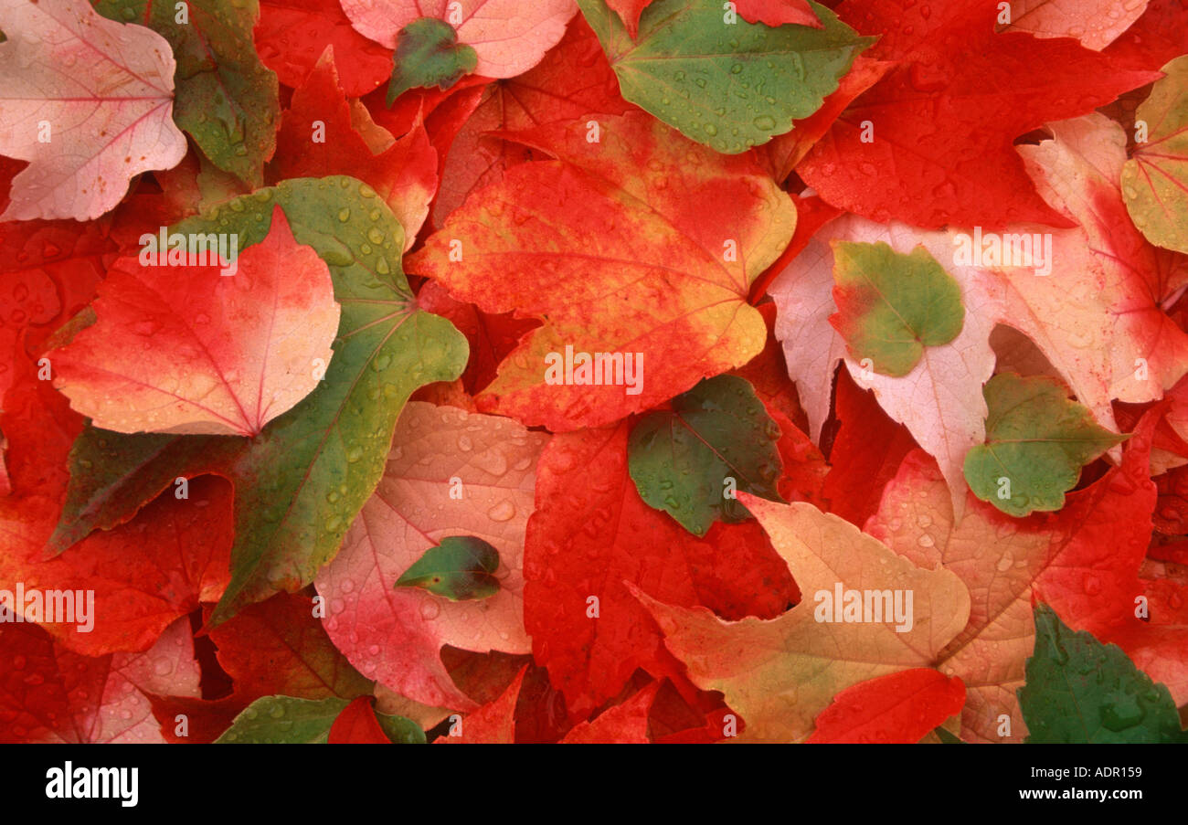 Boston Ivy leaves in autumn Parthenocissus tricuspidata Stock Photo - Alamy