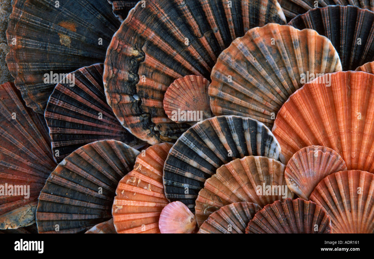 Shells of Pilgrim Scallop Pecten jacobaeus Stock Photo - Alamy