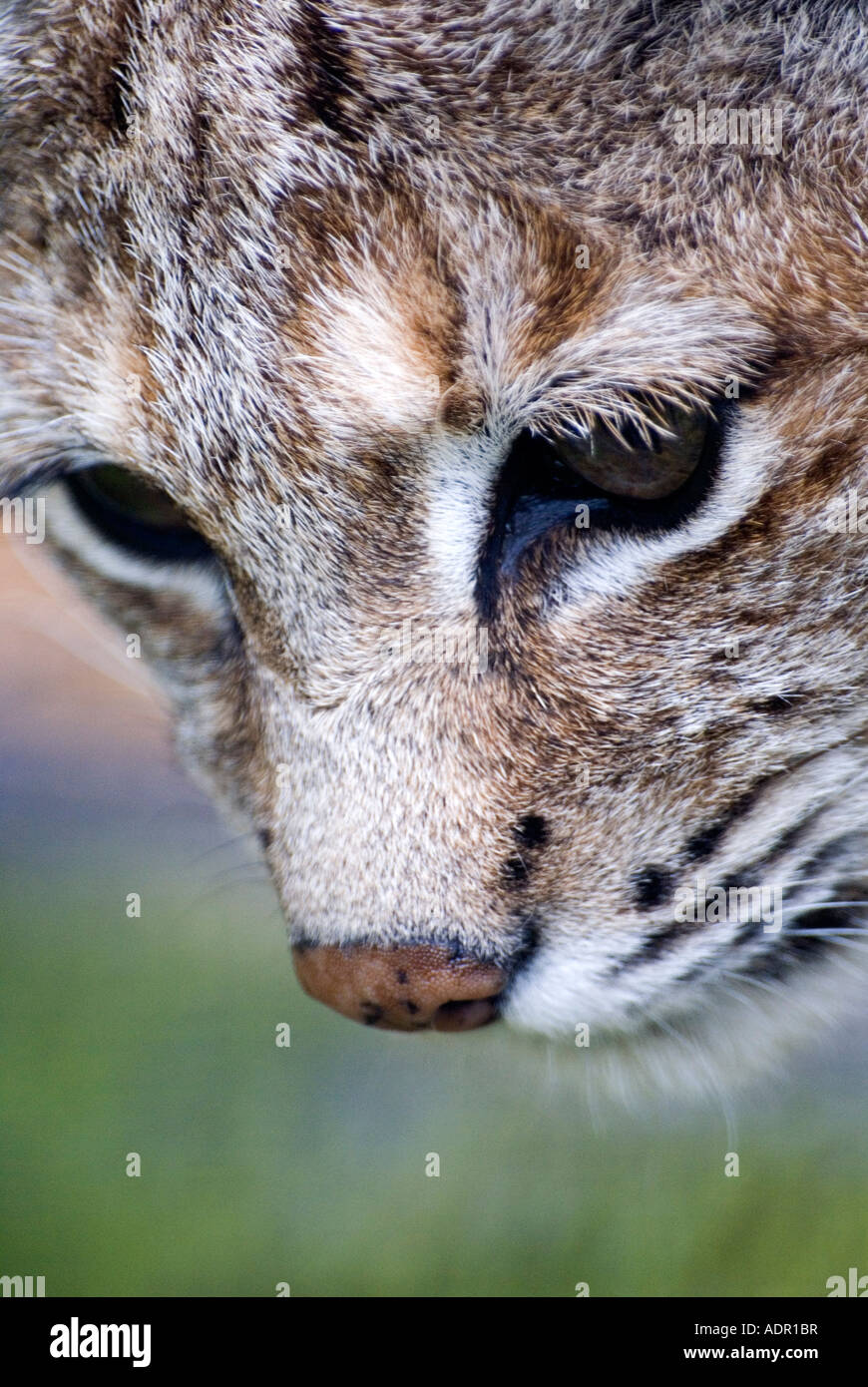 Close up view of a Bob Cat's face Stock Photo - Alamy