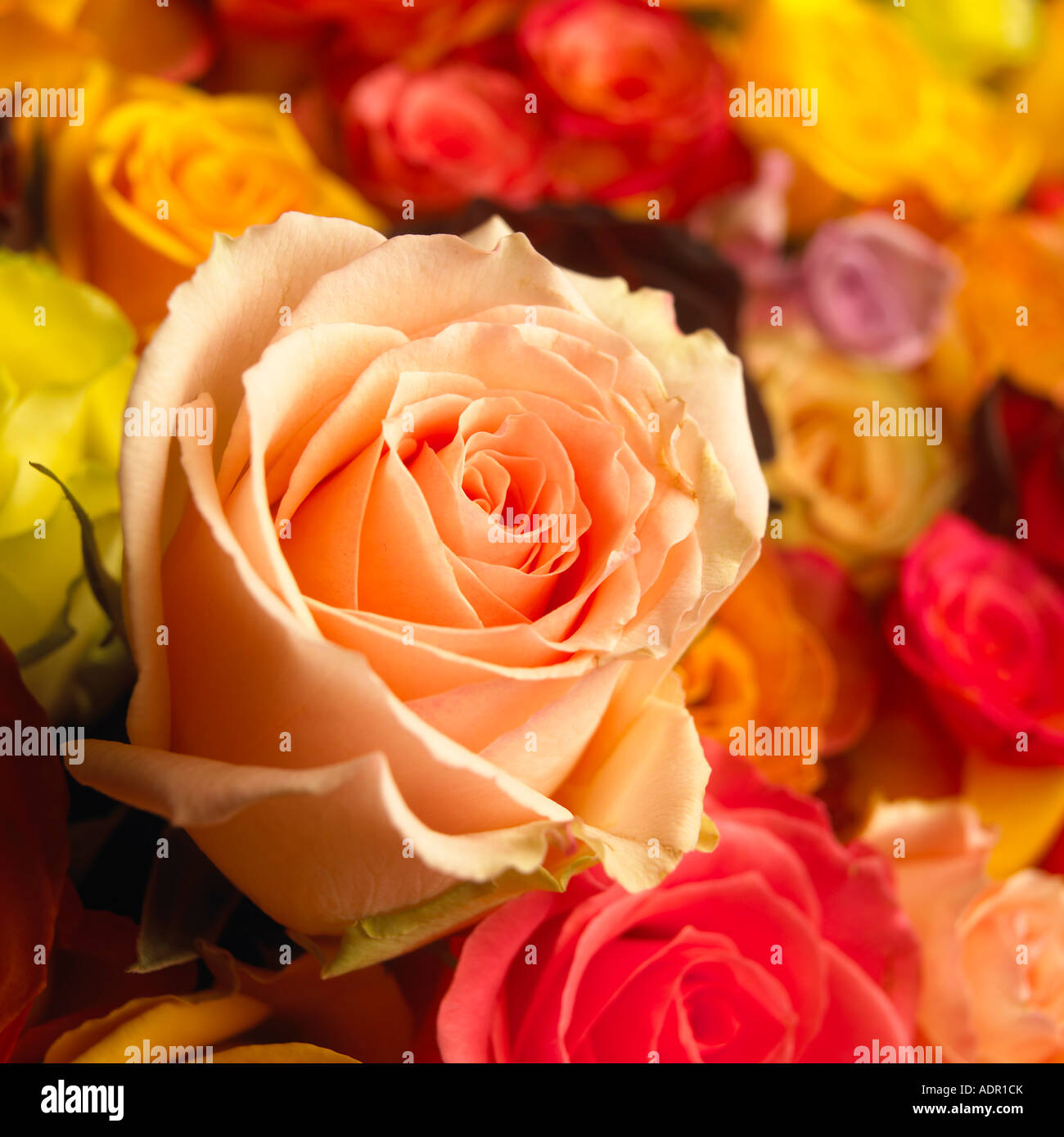 Bunch of roses Stock Photo - Alamy