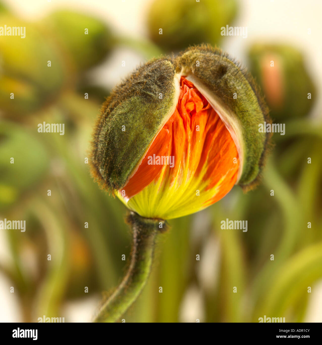 Single orange poppy Stock Photo - Alamy
