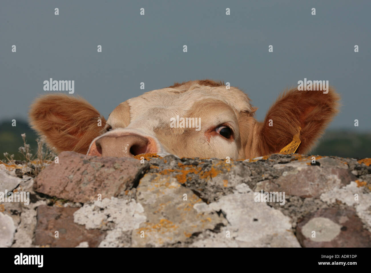 Cow looking over a stone wall Stock Photo - Alamy