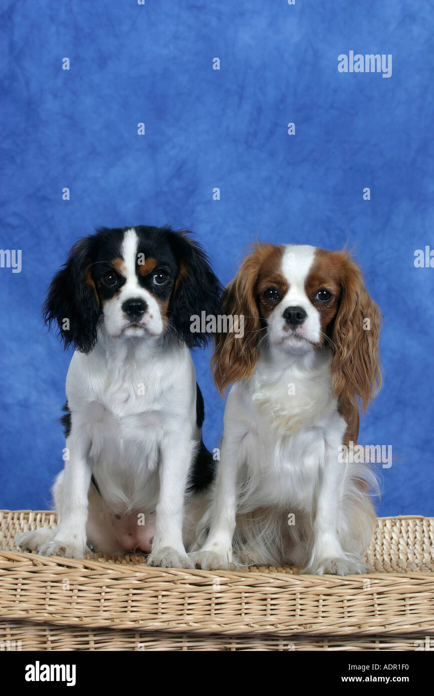 Cavalier King Charles Spaniel Blenheim and tricolor Stock Photo - Alamy