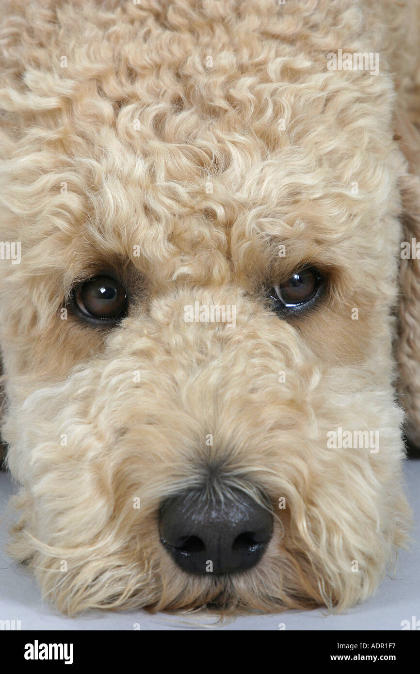 Standard Poodle apricot sheared Stock Photo - Alamy