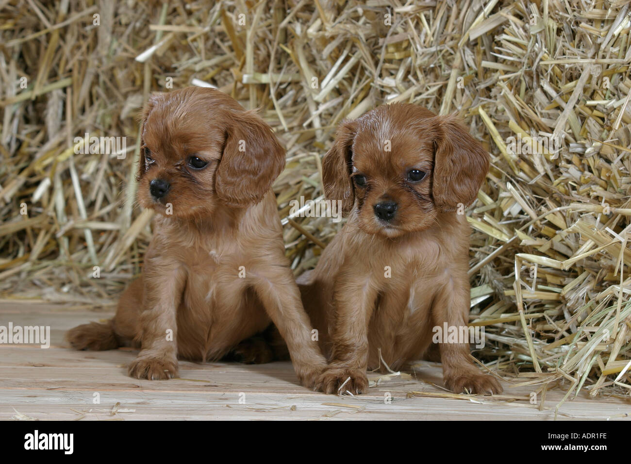 Cavalier King Charles Spaniel ruby puppies 6 weeks Stock Photo - Alamy