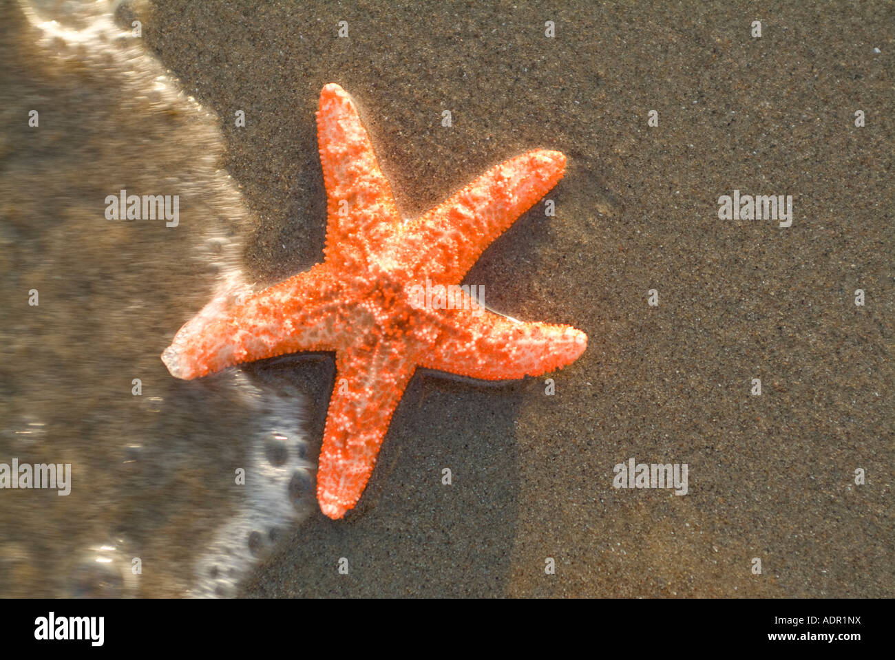 Bright orange starfish on a sandy beach being hit by ocean waves Stock ...