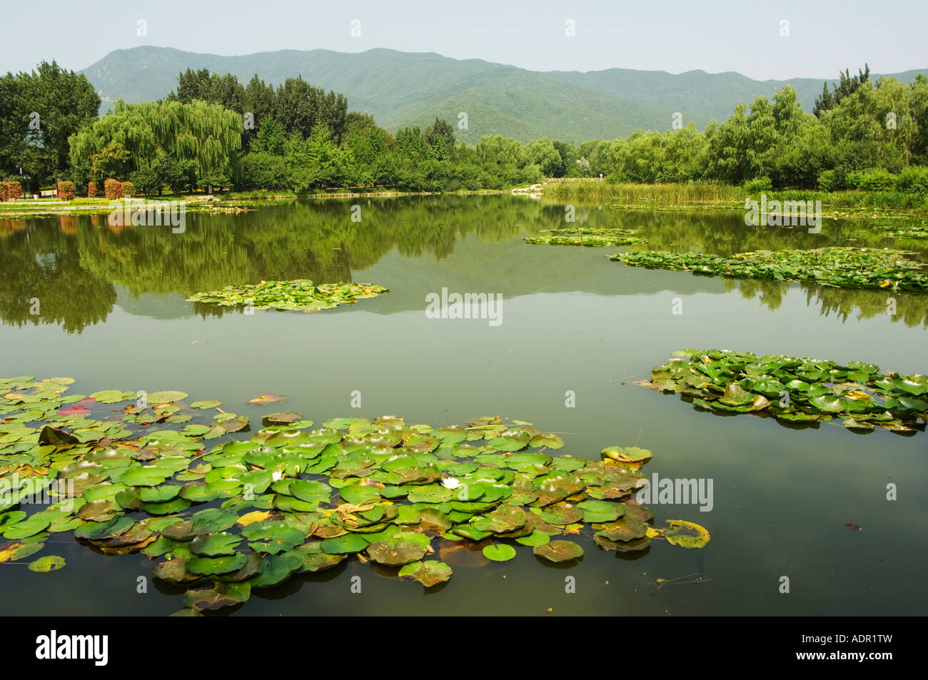 Beijing botanical gardens hi-res stock photography and images - Alamy