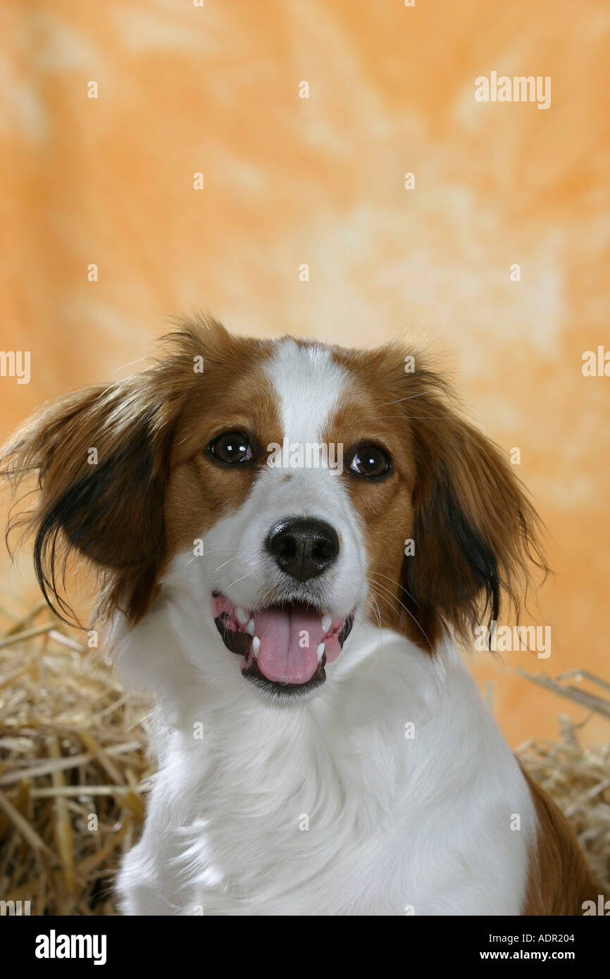 Kooikerhondje Saeugetiere mammals animals Haushund domestic dog ...
