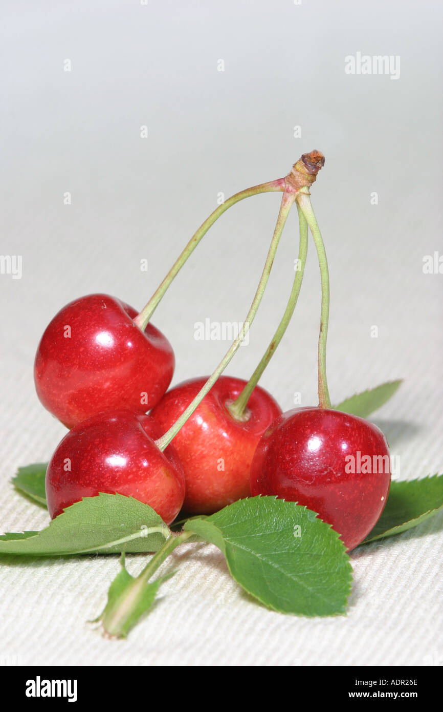 Kirsche Kaiser Franz Cherry Kaiser Franz Stock Photo - Alamy