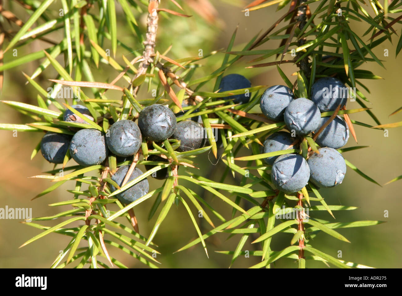 Wacholderbeeren am baum hi-res stock photography and images - Alamy