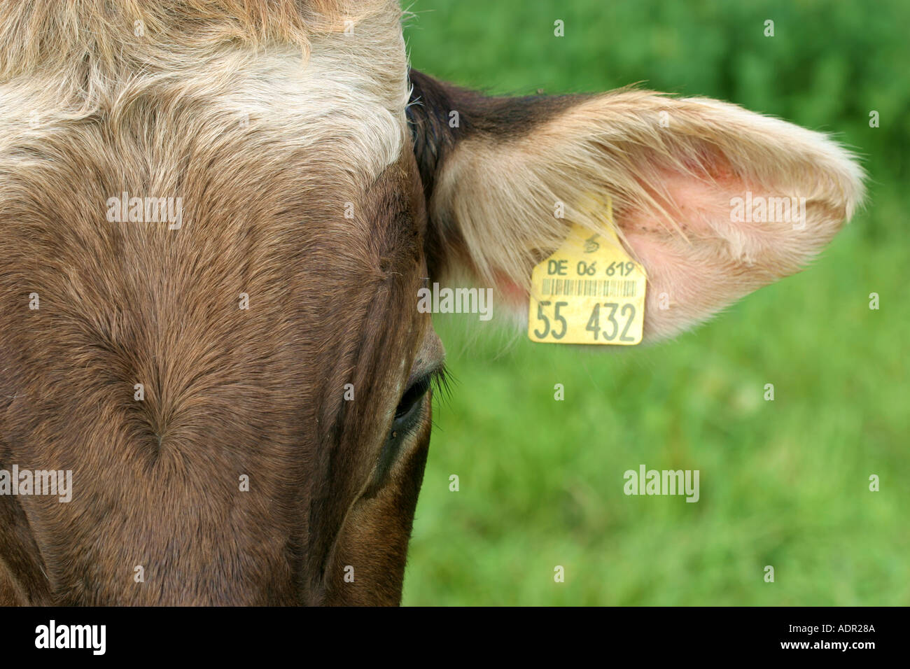 Kuh mit ohrmarke hi-res stock photography and images - Alamy