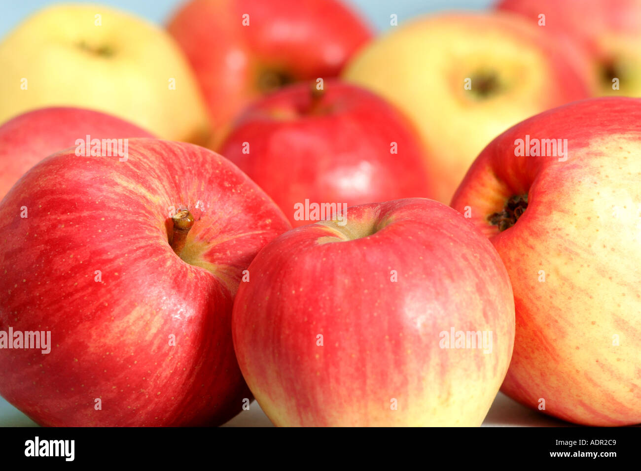 Apfelsorte Körler Edelapfel Apple Körler Edelapfel Stock Photo - Alamy