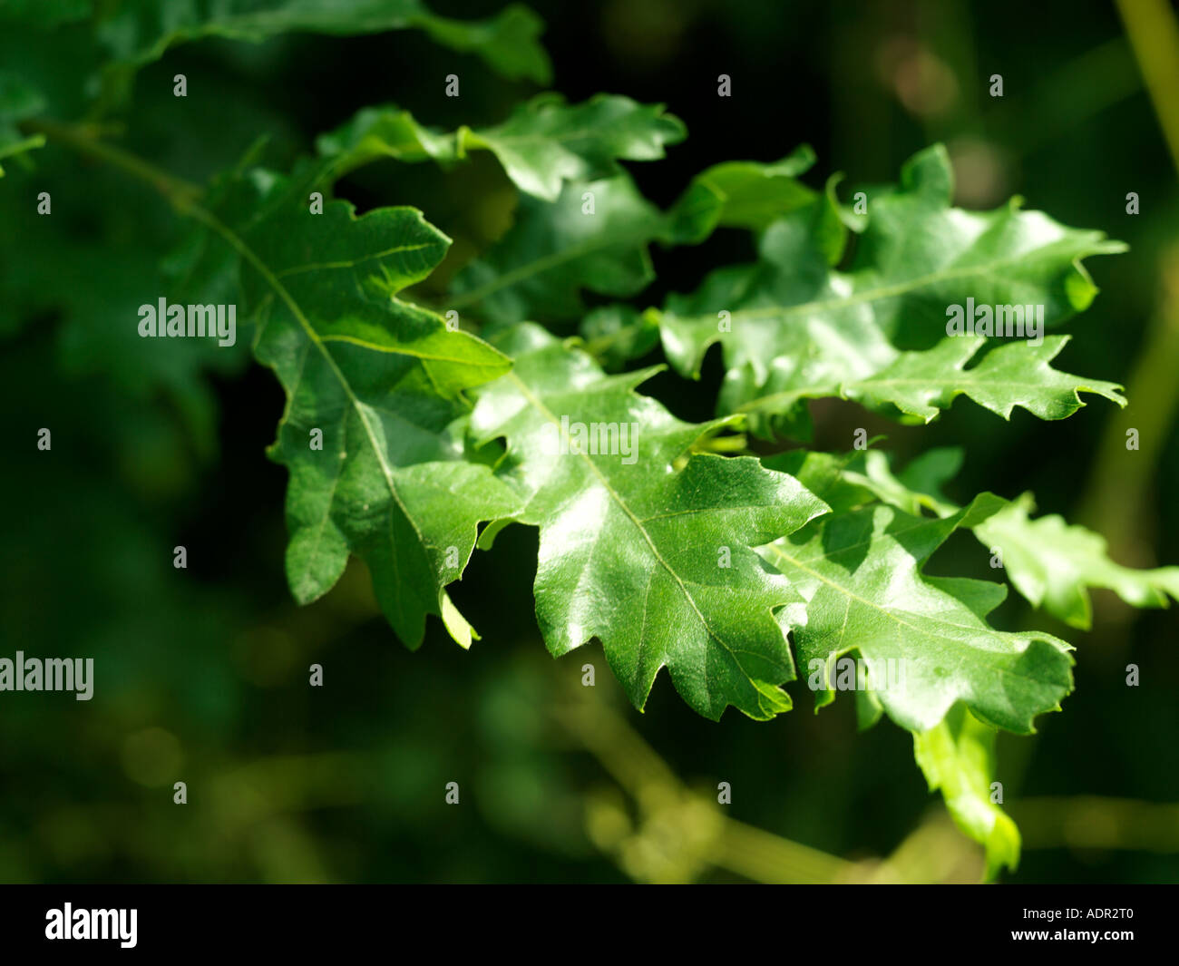 With oak hi-res stock photography and images - Alamy