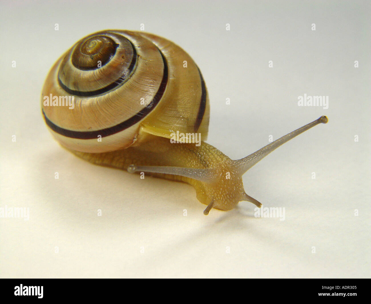 Snail with snail shell as symbol for tardiness snail post office etc ...