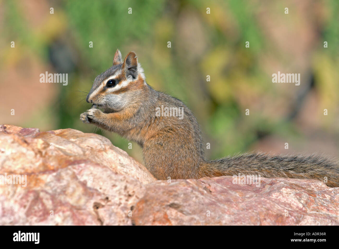 Cliff Chipmunk Eutamias dorsalis Portal Chiricahua Mountains Cochise ...