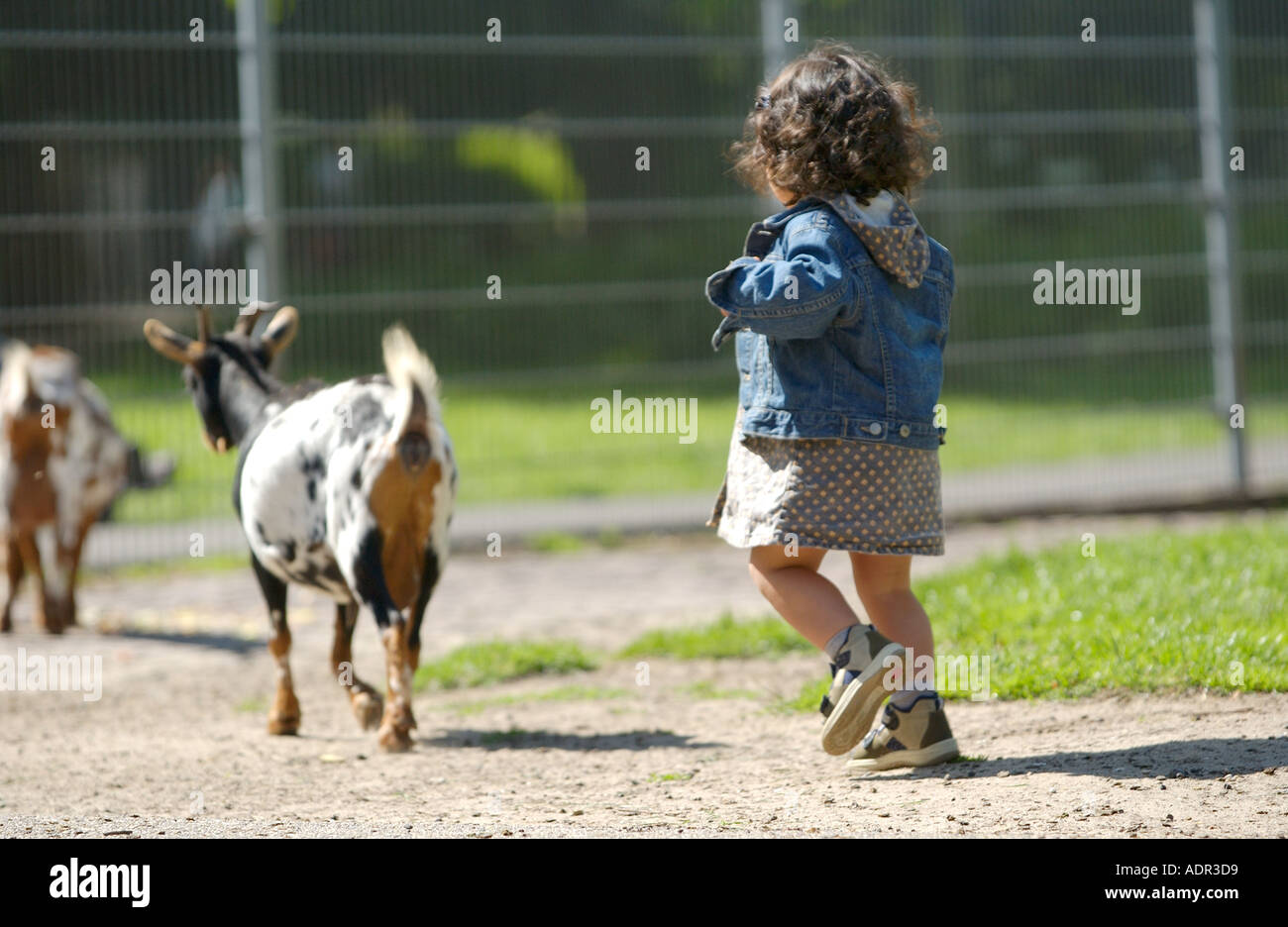 Little girl running behind little goats Stock Photo - Alamy