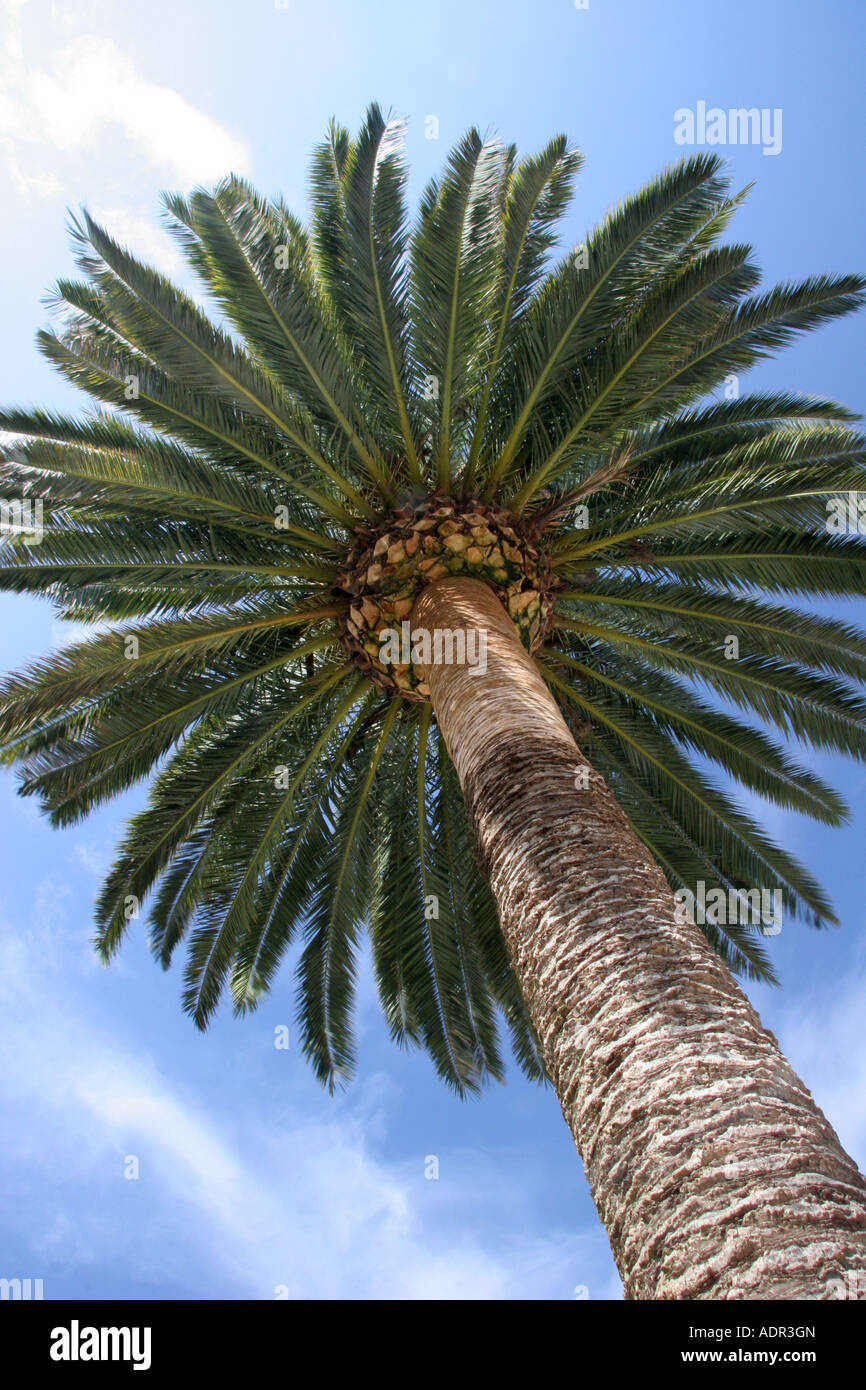 Underneath the palm tree hi-res stock photography and images - Alamy