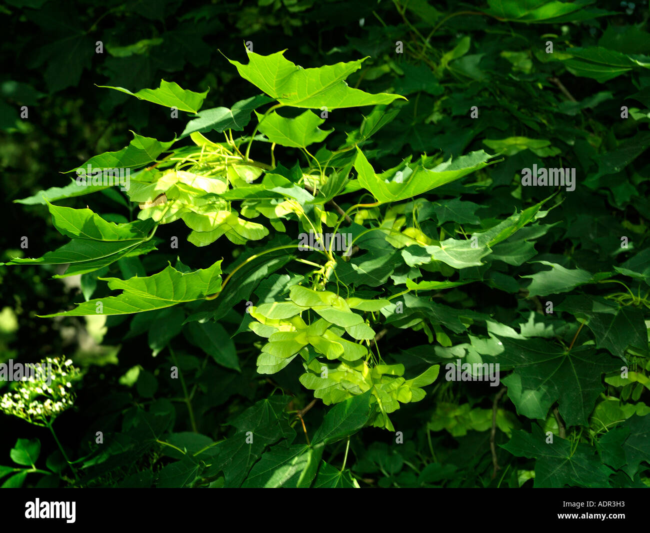 Sycamore Leaves in Summer Stock Photo - Alamy