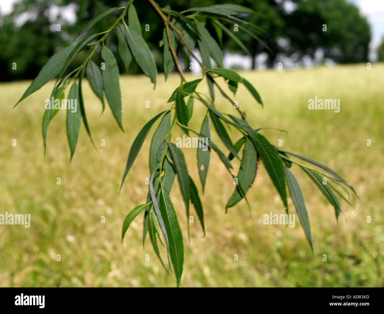 Willow leaves with hi-res stock photography and images - Alamy