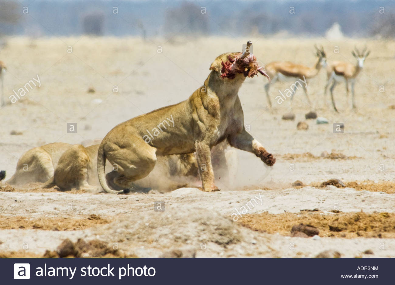 Lion And Carcass High Resolution Stock Photography and Images - Alamy