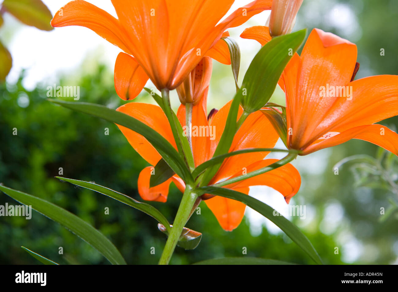 Perfumed lilies hi-res stock photography and images - Alamy