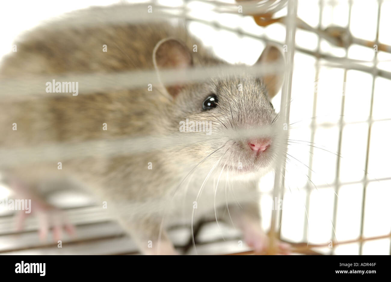 Rat cage hi-res stock photography and images - Alamy
