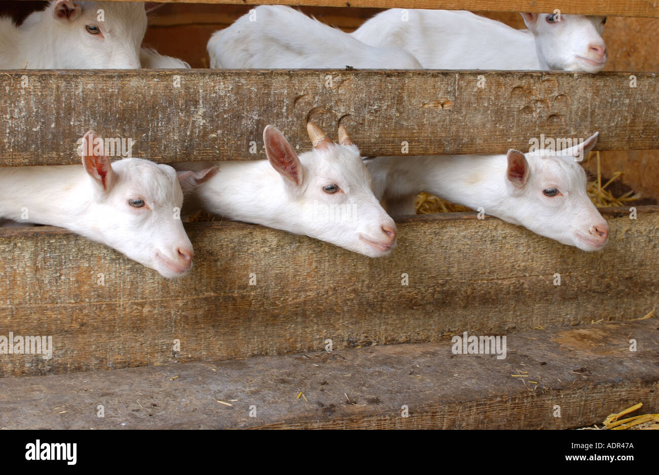 Three goatheads through a fence Stock Photo - Alamy