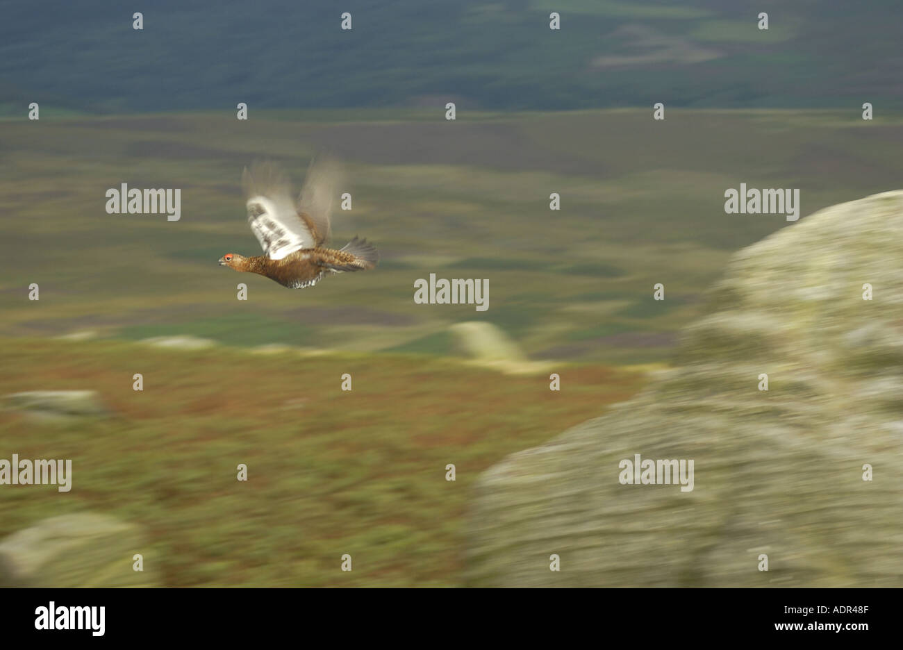 Grey partridge in flight Derbyshire England UK Stock Photo - Alamy