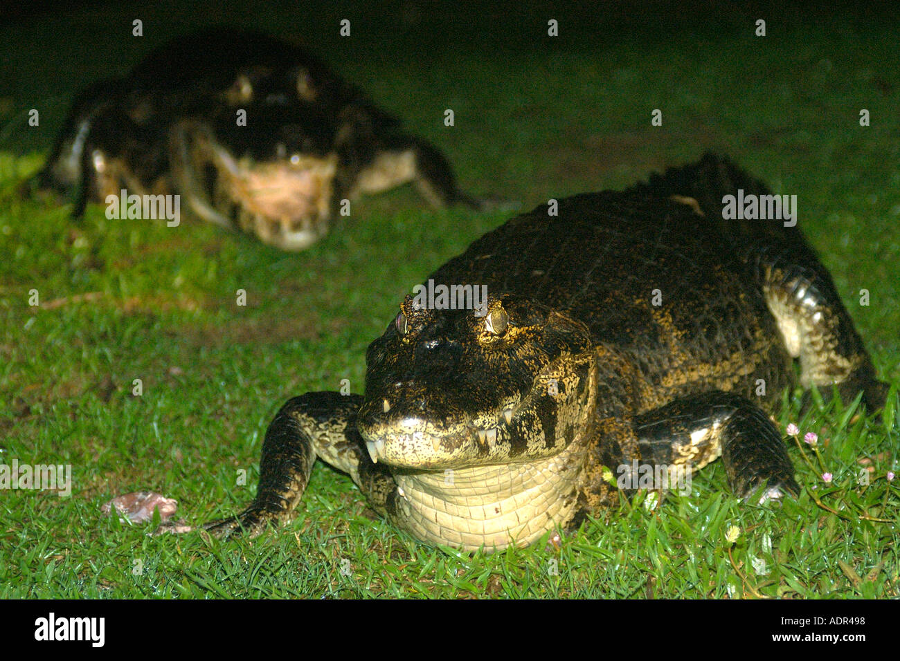 Caiman or jacare Caiman crocodilus yacare at night southern Pantanal ...