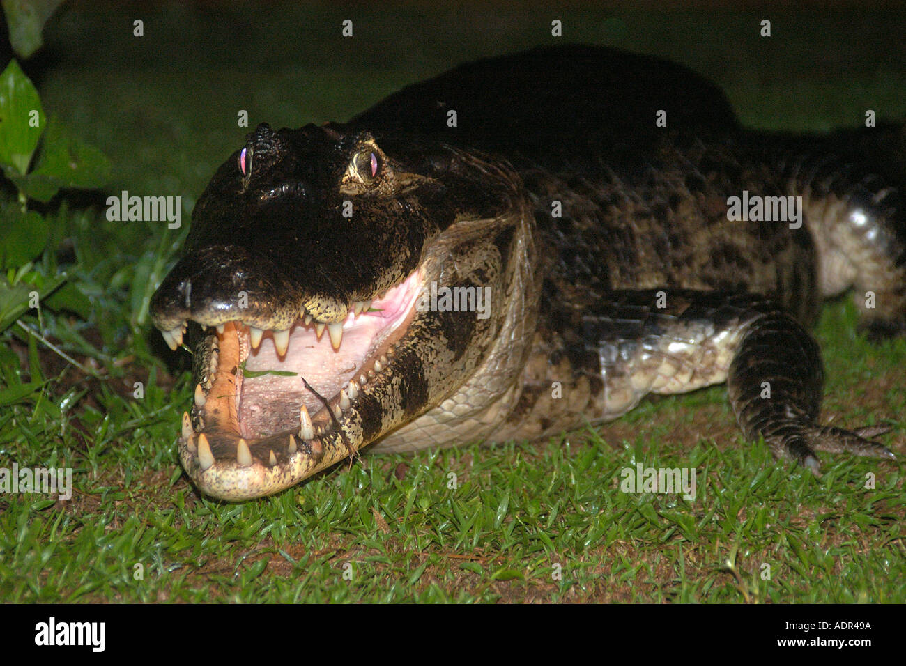 Angry caiman hi-res stock photography and images - Alamy