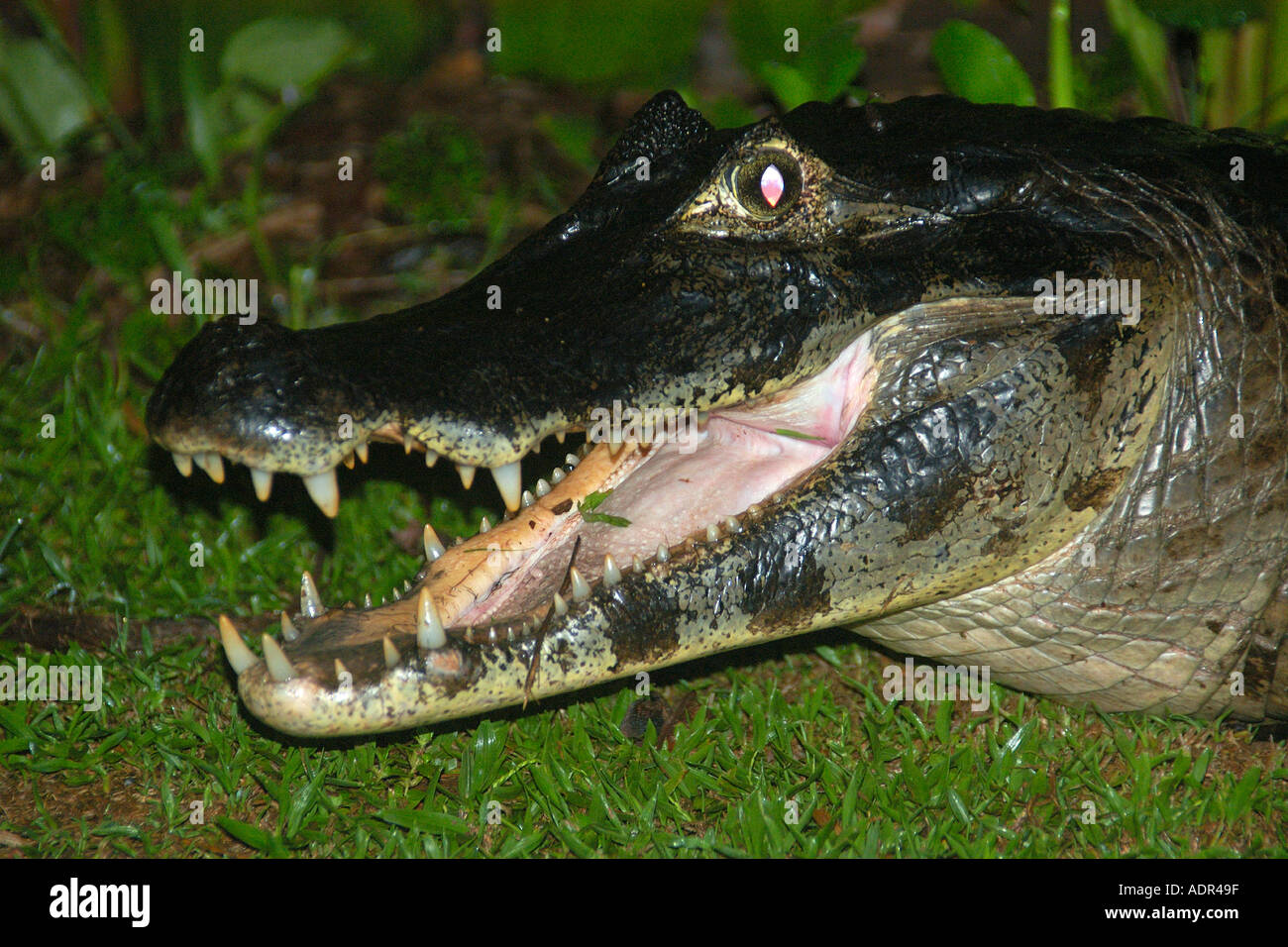 Caiman or jacare Caiman crocodilus yacare at night southern Pantanal ...