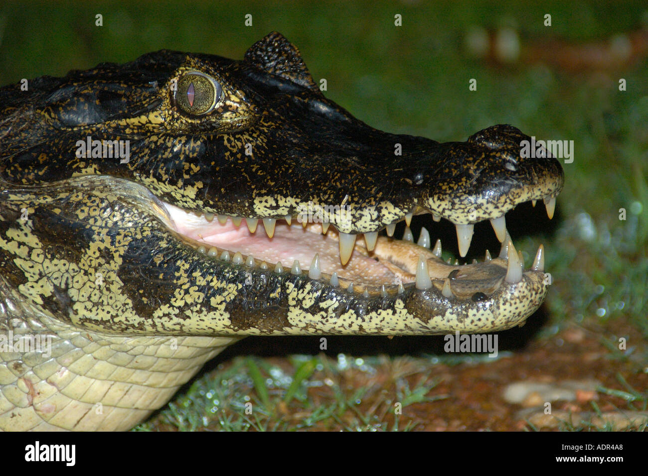 Caiman or jacare Caiman crocodilus yacare at night southern Pantanal ...