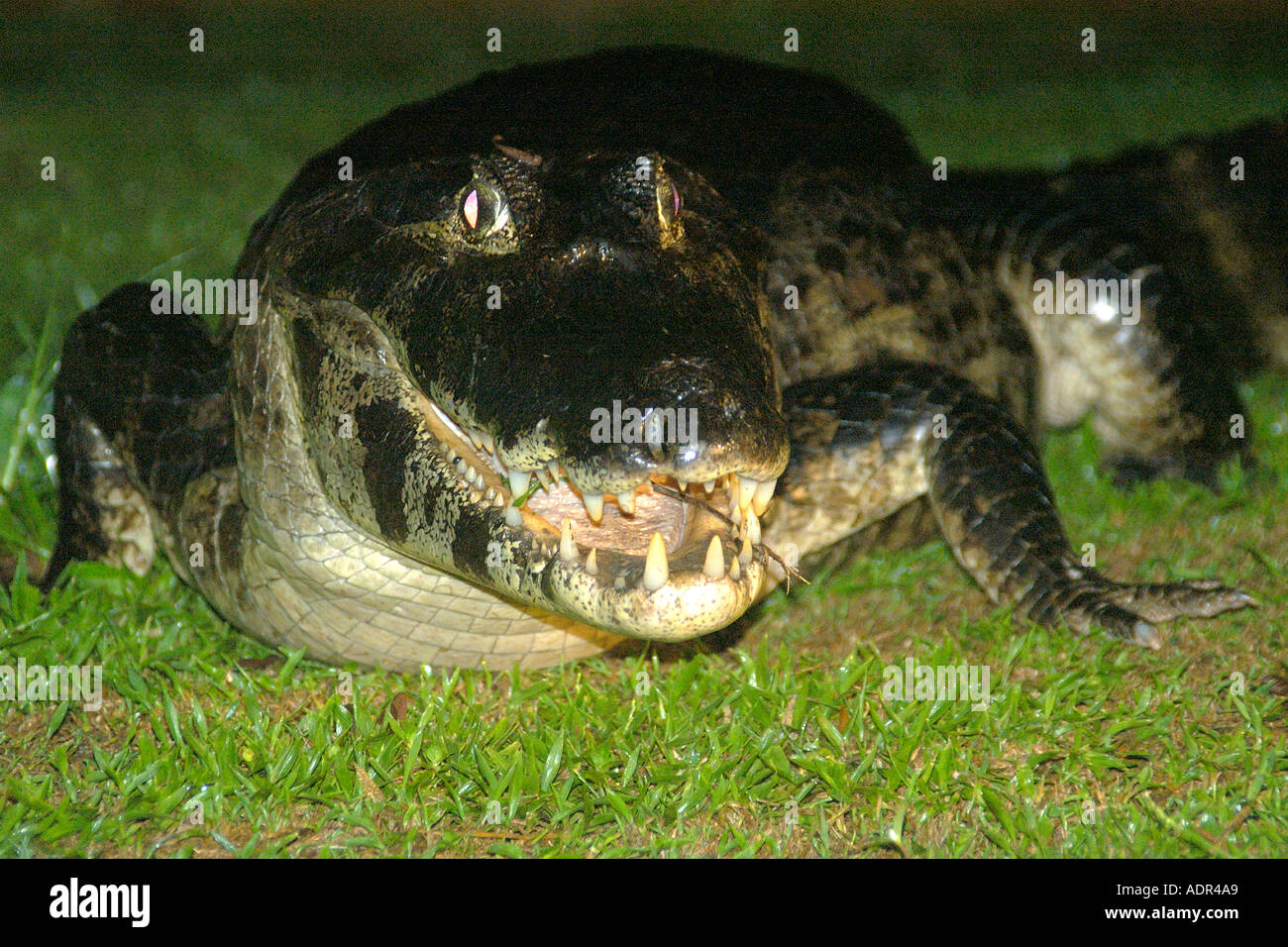 Caiman or jacare Caiman crocodilus yacare at night southern Pantanal ...