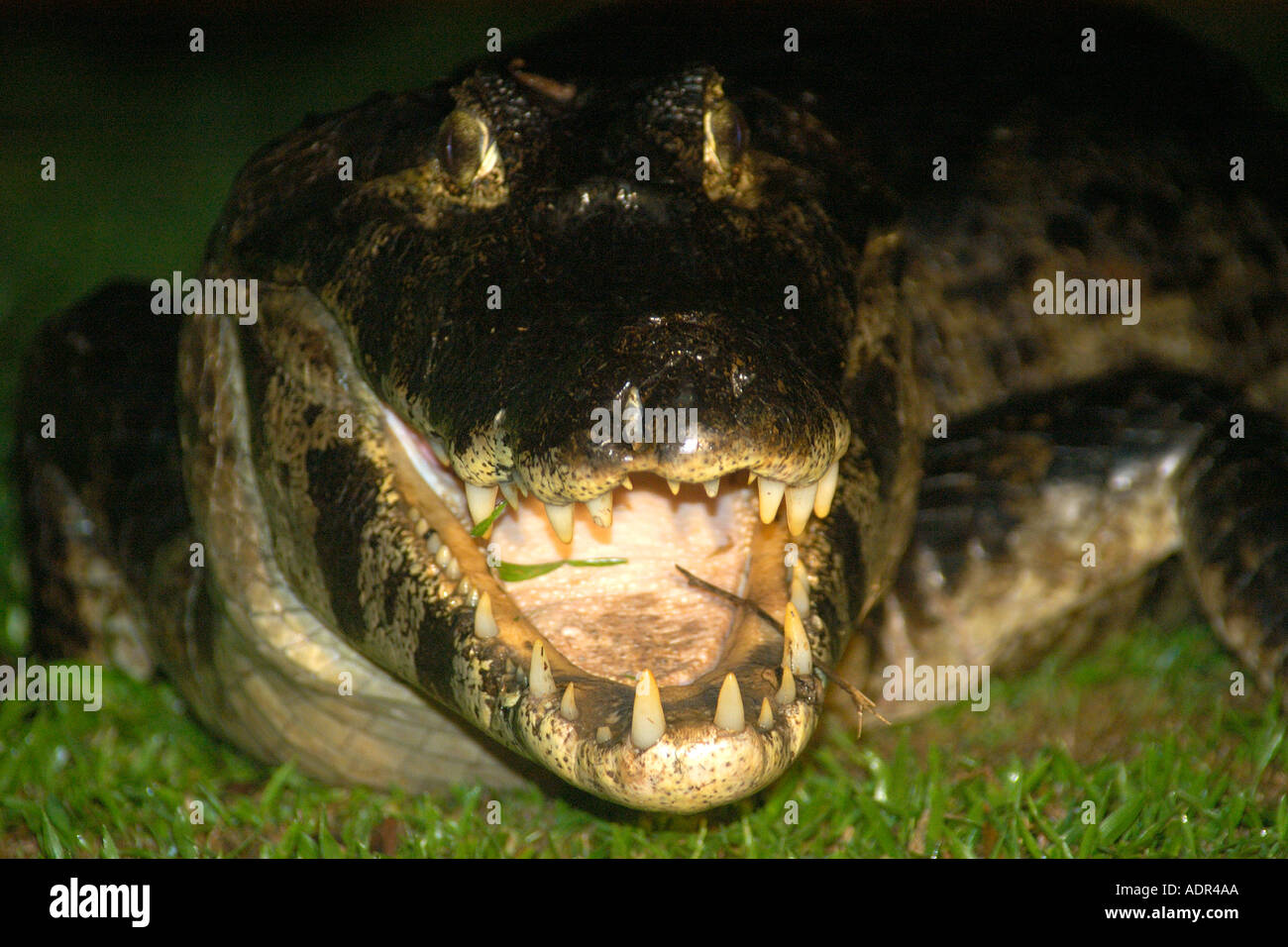 Caiman or jacare Caiman crocodilus yacare at night southern Pantanal ...